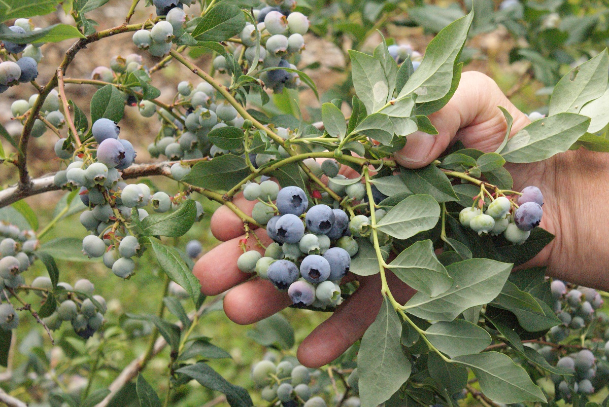 Le bleuet sauvage du Québec bientôt disponible - La Nouvelle Union et L ...