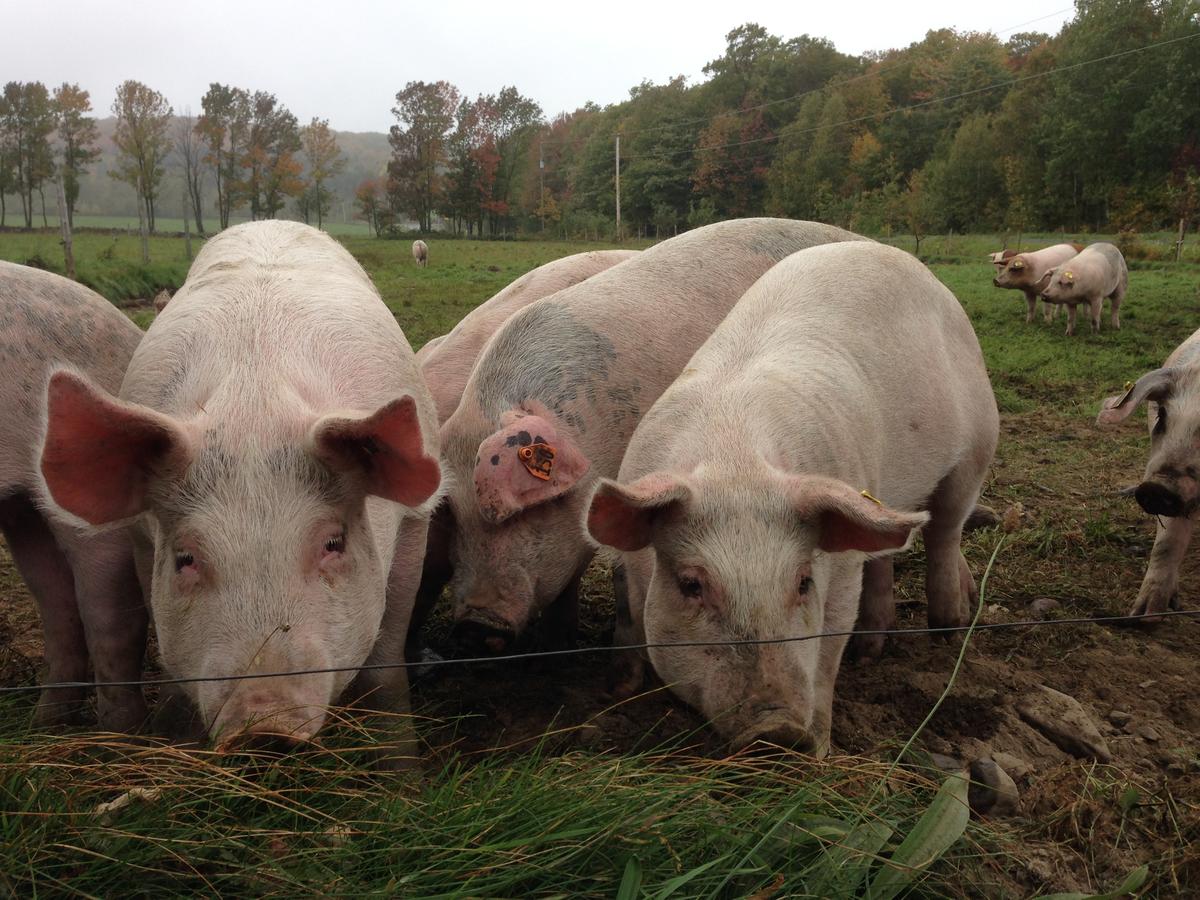 Une Filière porcine coopérative mature qui poursuit sa croissance - La ...