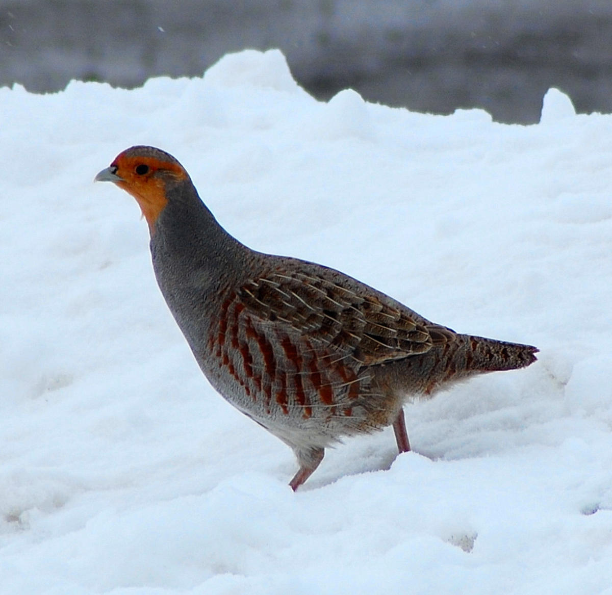 Projet d'étude sur la perdrix grise : le public sollicité - La Nouvelle ...