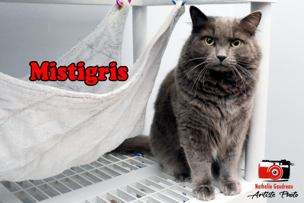 Mistigris cherche depuis longtemps - La Nouvelle Union et L’Avenir de l’Érable