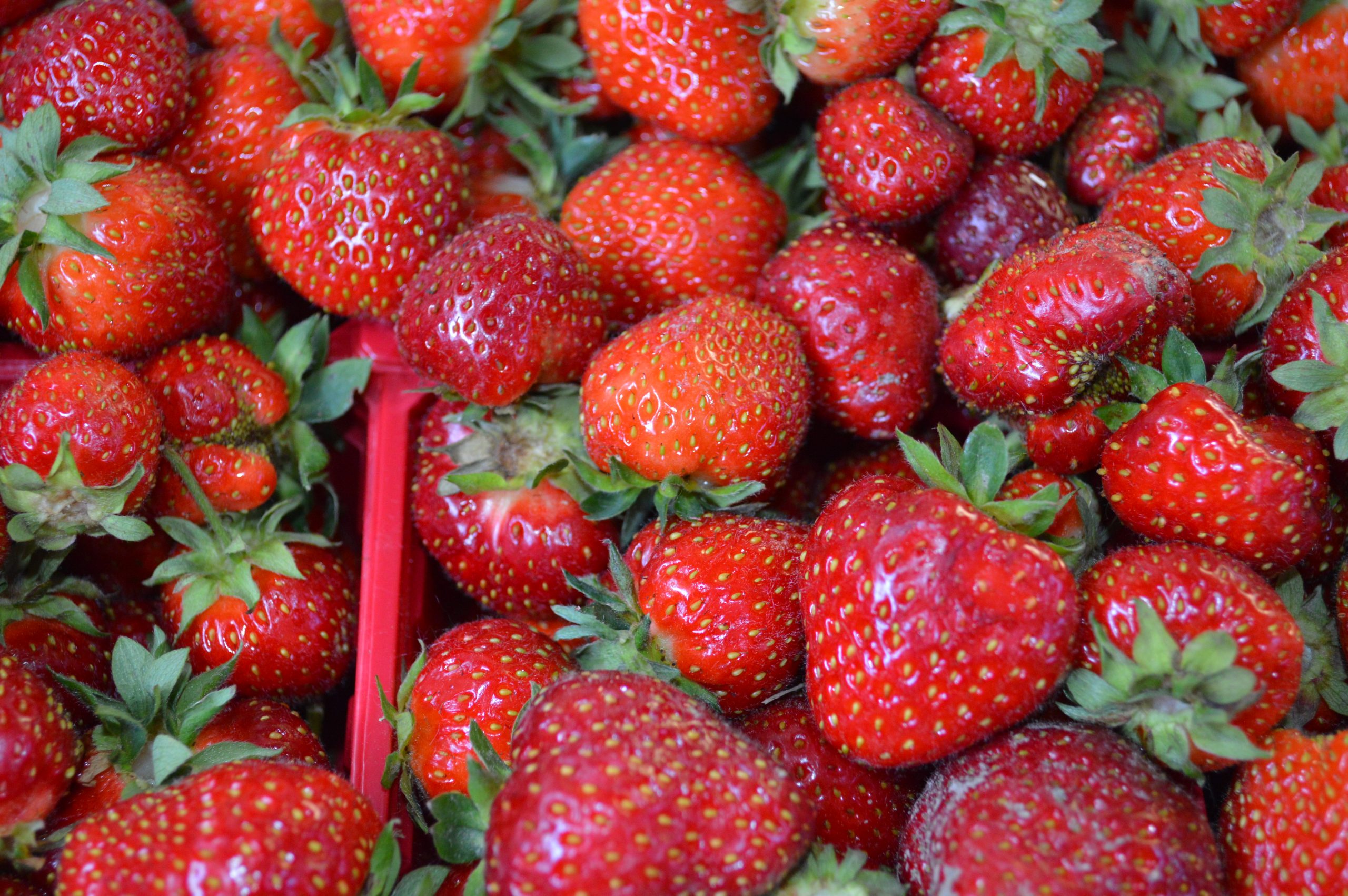 Les fraises du Québec bientôt disponibles - La Nouvelle Union et L ...