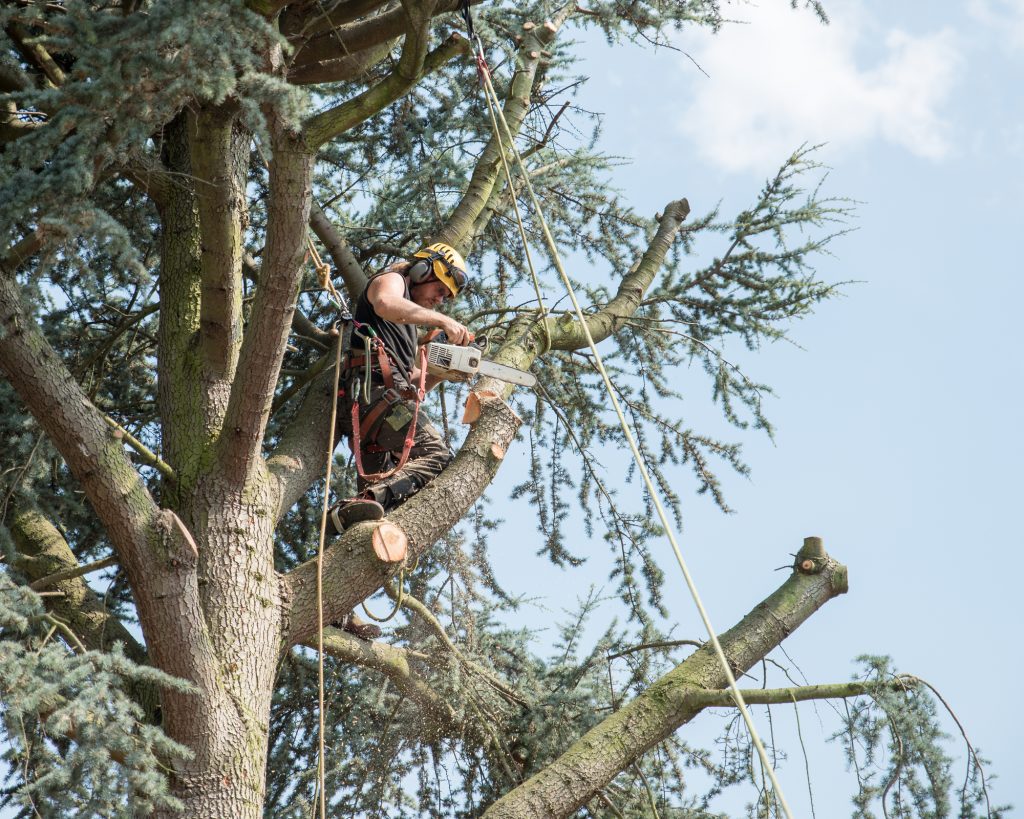 Que fait un arboriculteur? - La Nouvelle Union et L’Avenir de l’Érable