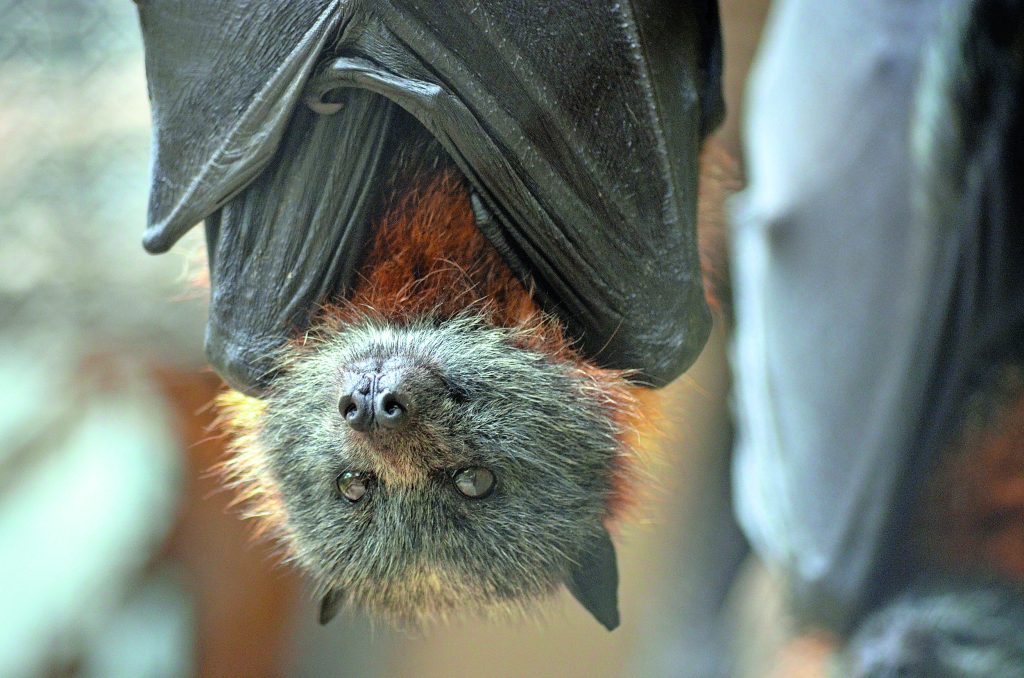 Les chauves-souris du Centre-du-Québec à l'étude - La Nouvelle Union et ...